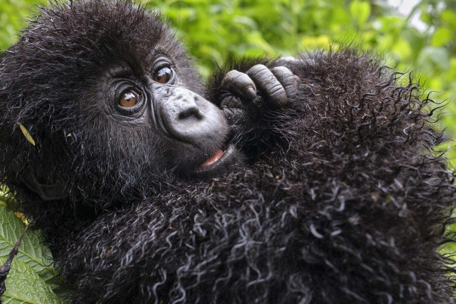 Watch the Official Trailer for A Gorilla Story - Silverback Films