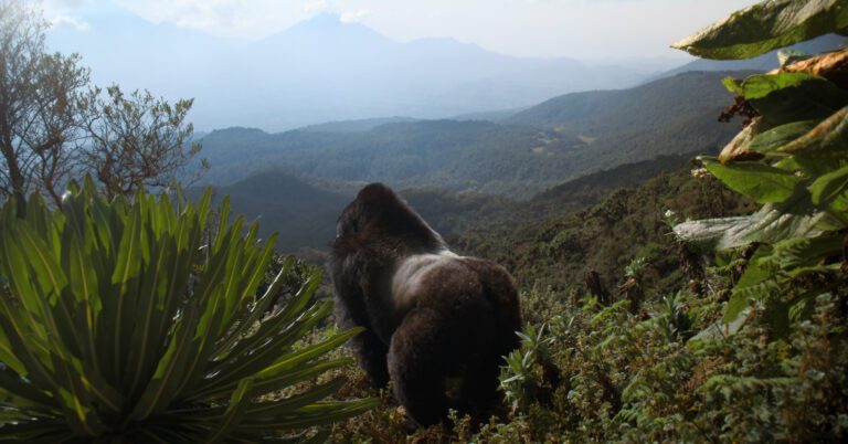 Watch the Official Trailer for A Gorilla Story - Silverback Films