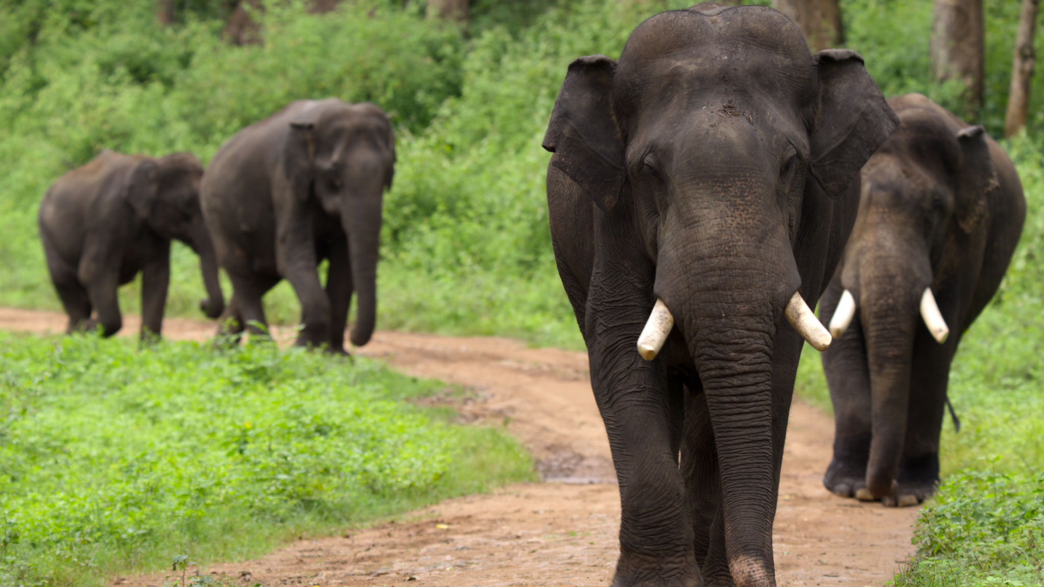 Our Planet II - Silverback Films