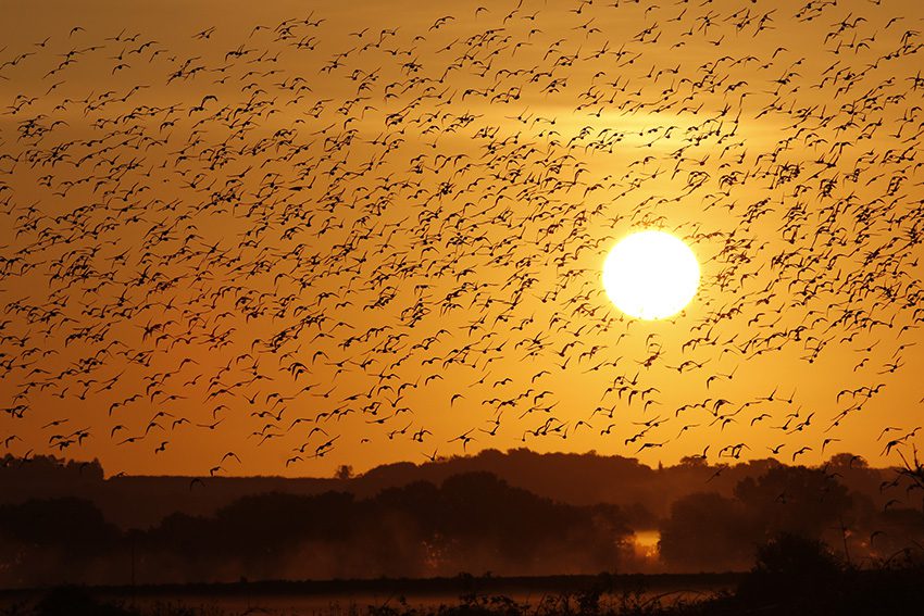 Wild Isles Episode Four: Freshwater - Silverback Films