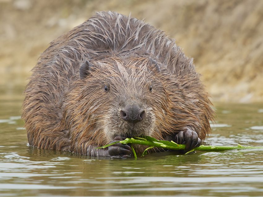 Wild Isles Episode Four: Freshwater - Silverback Films